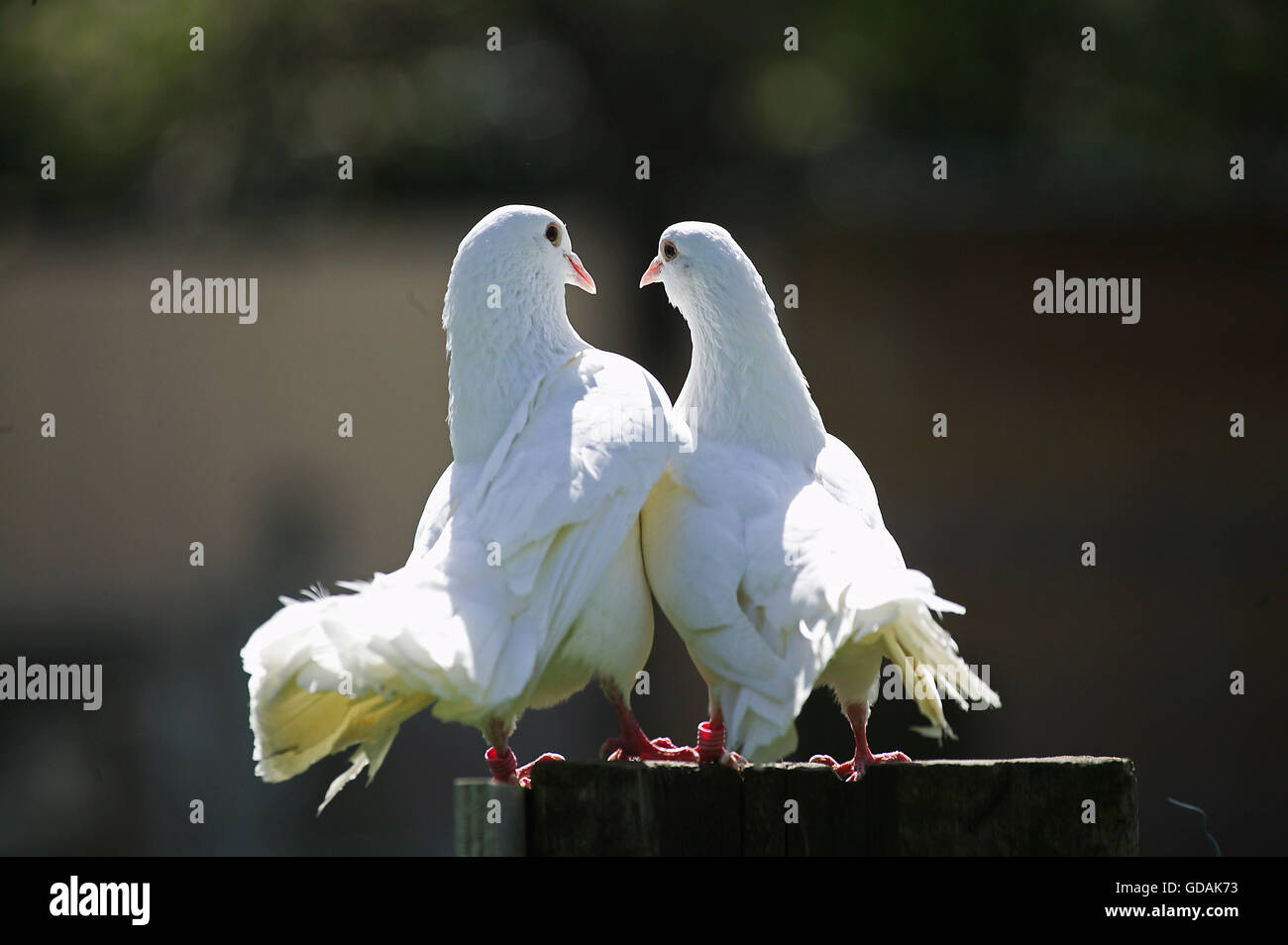 White Fantail Pigeons Stock Photo - Alamy