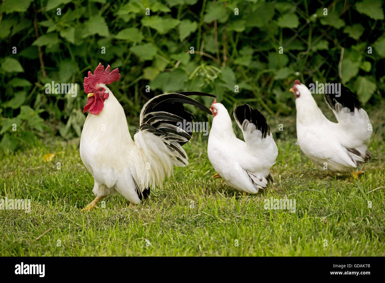 Nagasaki Domestic Chicken, Hens with Cockerel Standing on Grass Stock ...