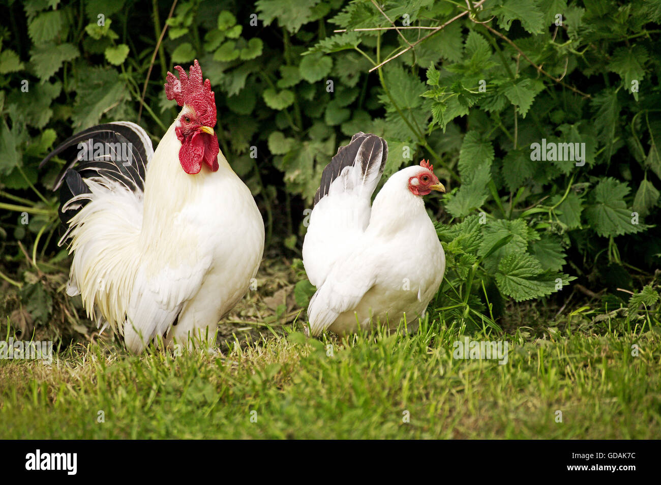 Nagasaki Domestic Chicken, Hen and Cock Stock Photo - Alamy