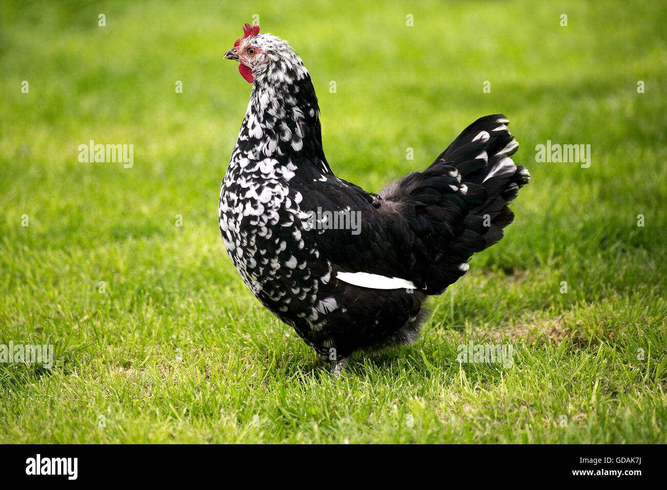 Hen farm france hi-res stock photography and images - Alamy