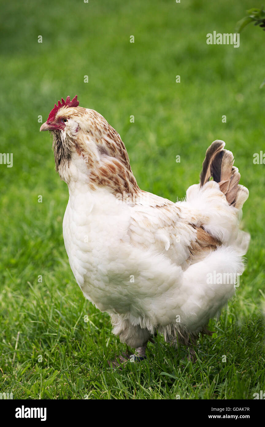 Faverolles chicken hi-res stock photography and images - Alamy