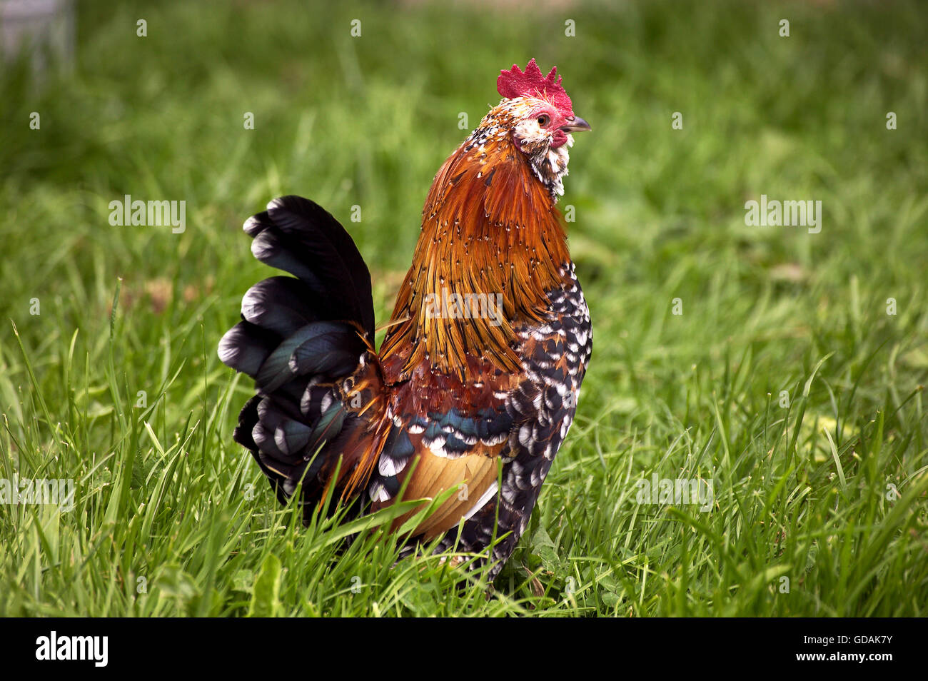 COCK BARBU D'UCCLE MILLE FLEURS, A BELGIUM BREED Stock Photo - Alamy