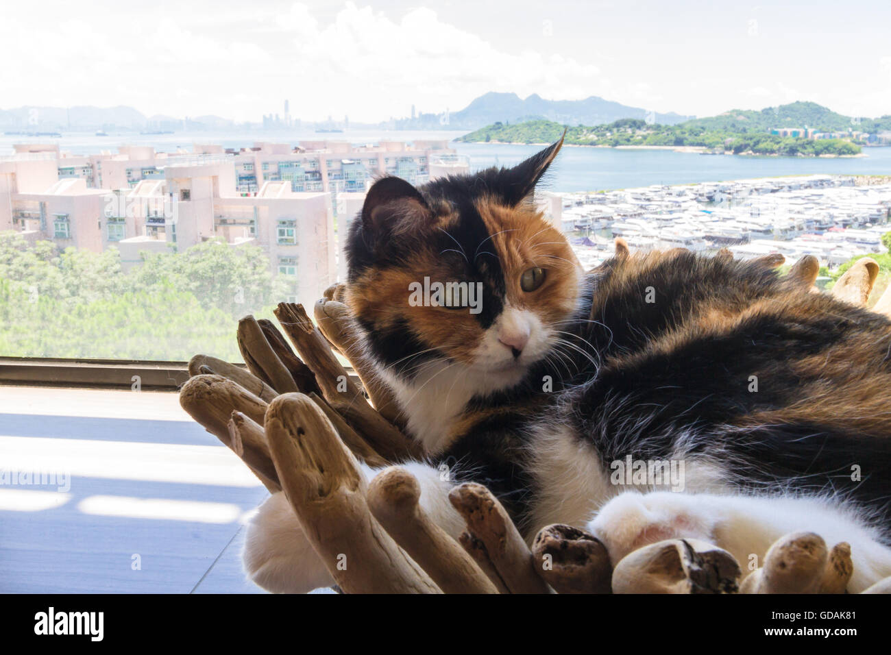 Cat & Window View towards Hong Kong Island Stock Photo - Alamy
