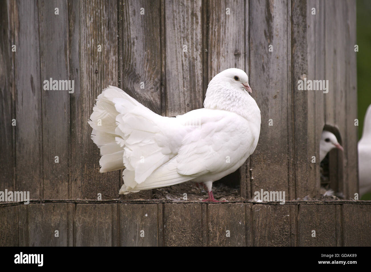 Fantail pigeon hi-res stock photography and images - Alamy