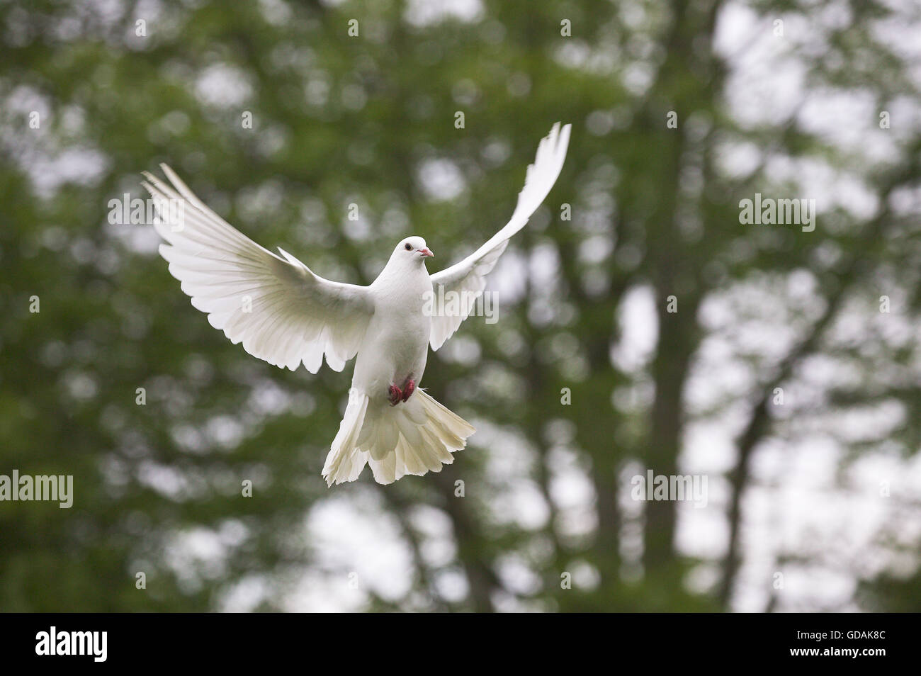White Fantail Pigeon, Adult in Flight, Normandy Stock Photo - Alamy