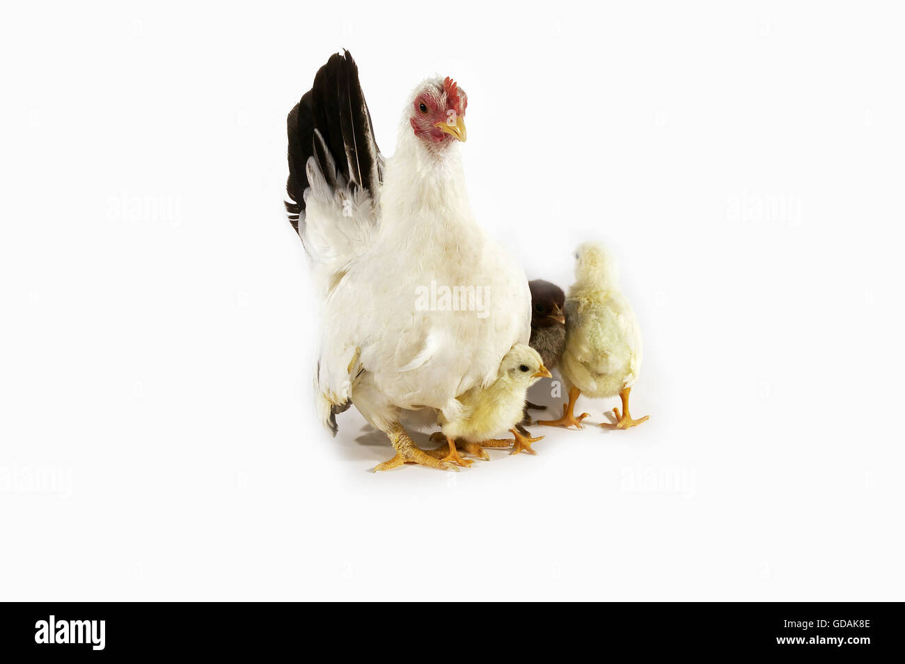 Nagasaki Domestic Chicken, Hen and Chicks against White Background ...