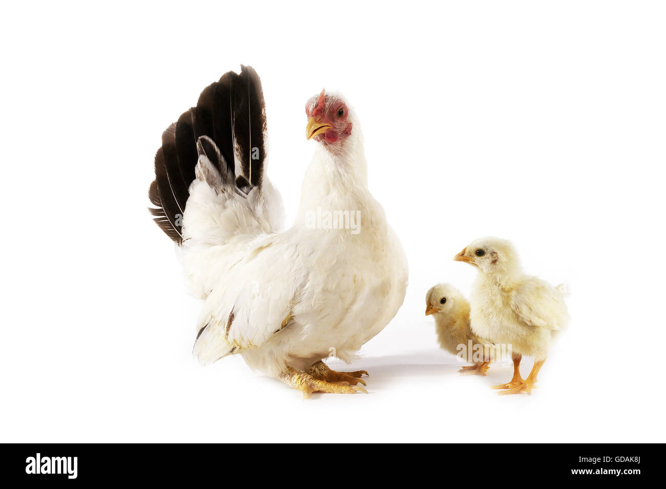 Nagasaki chicken hi-res stock photography and images - Alamy