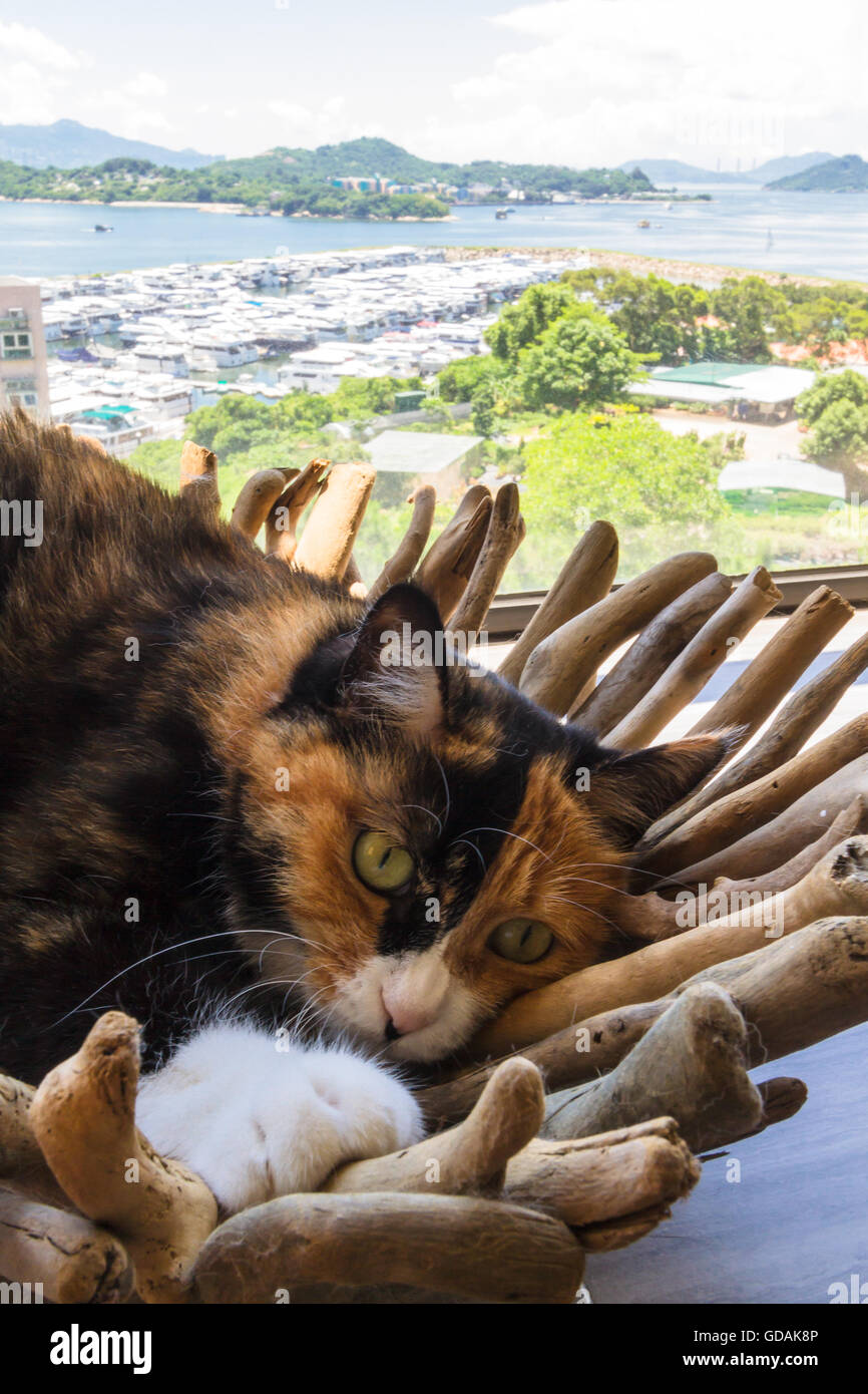 Cat & Window View towards Hong Kong Island Stock Photo - Alamy