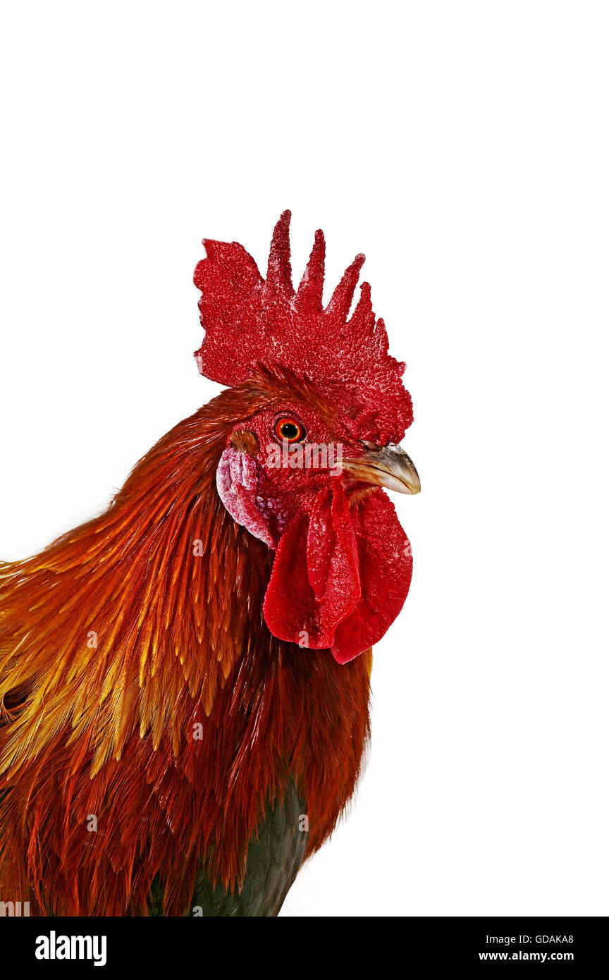 French Chicken called Gaulois Dore, Portrait of Cockerel against White ...