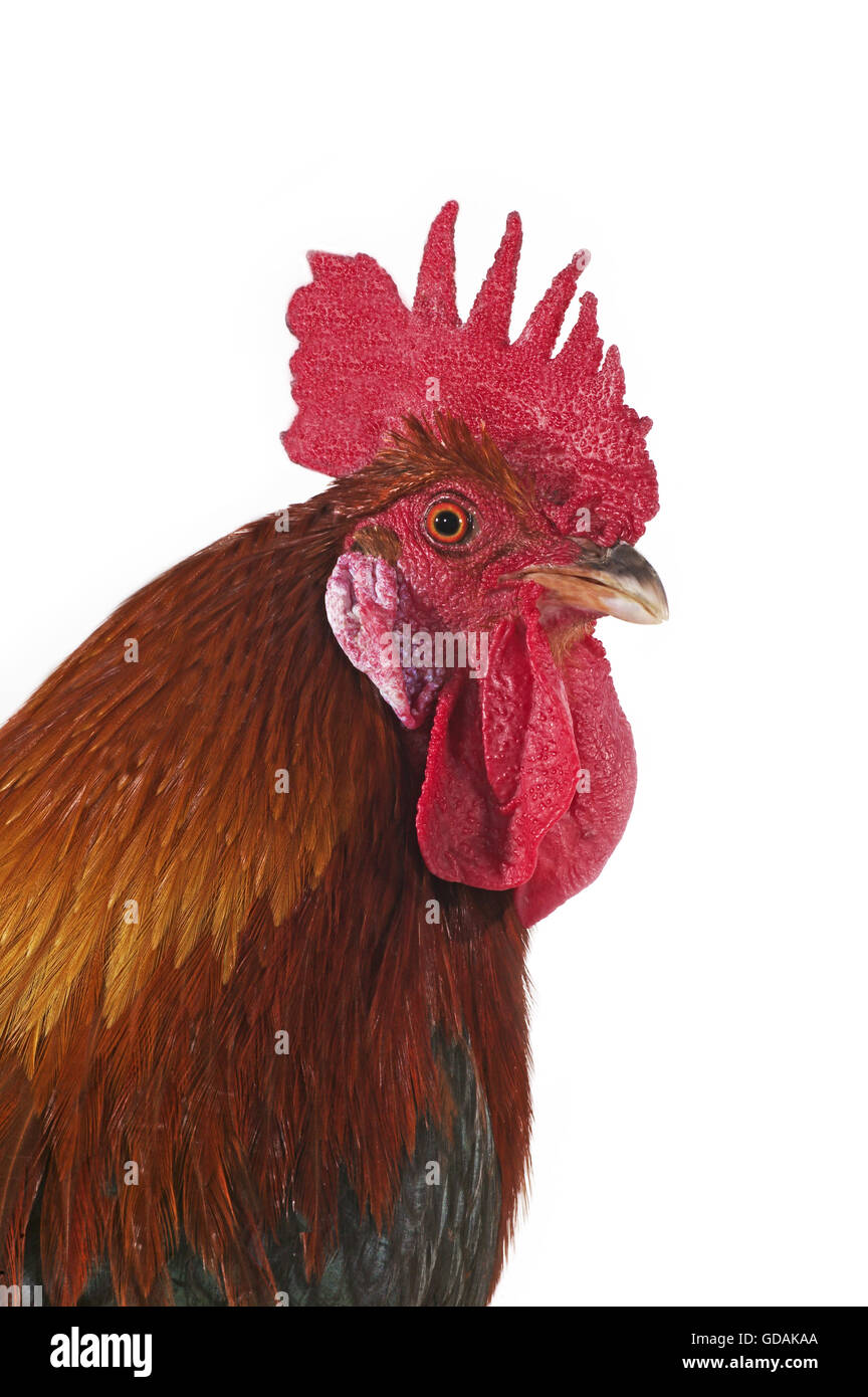 French Chicken called Gaulois Dore, Portrait of Cockerel against White ...