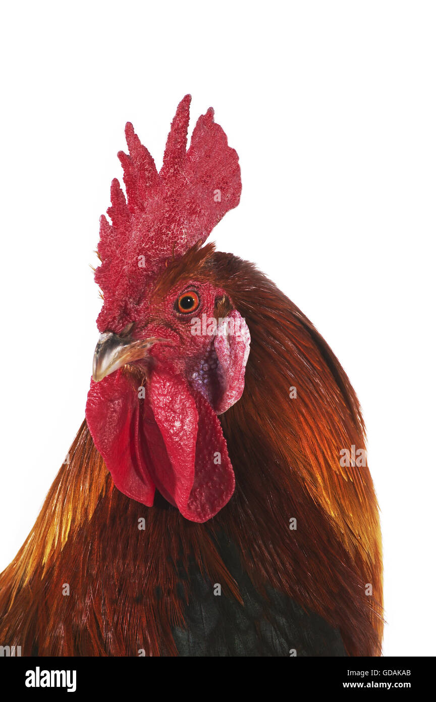 French Chicken called Gaulois Dore, Portrait of Cockerel against White ...