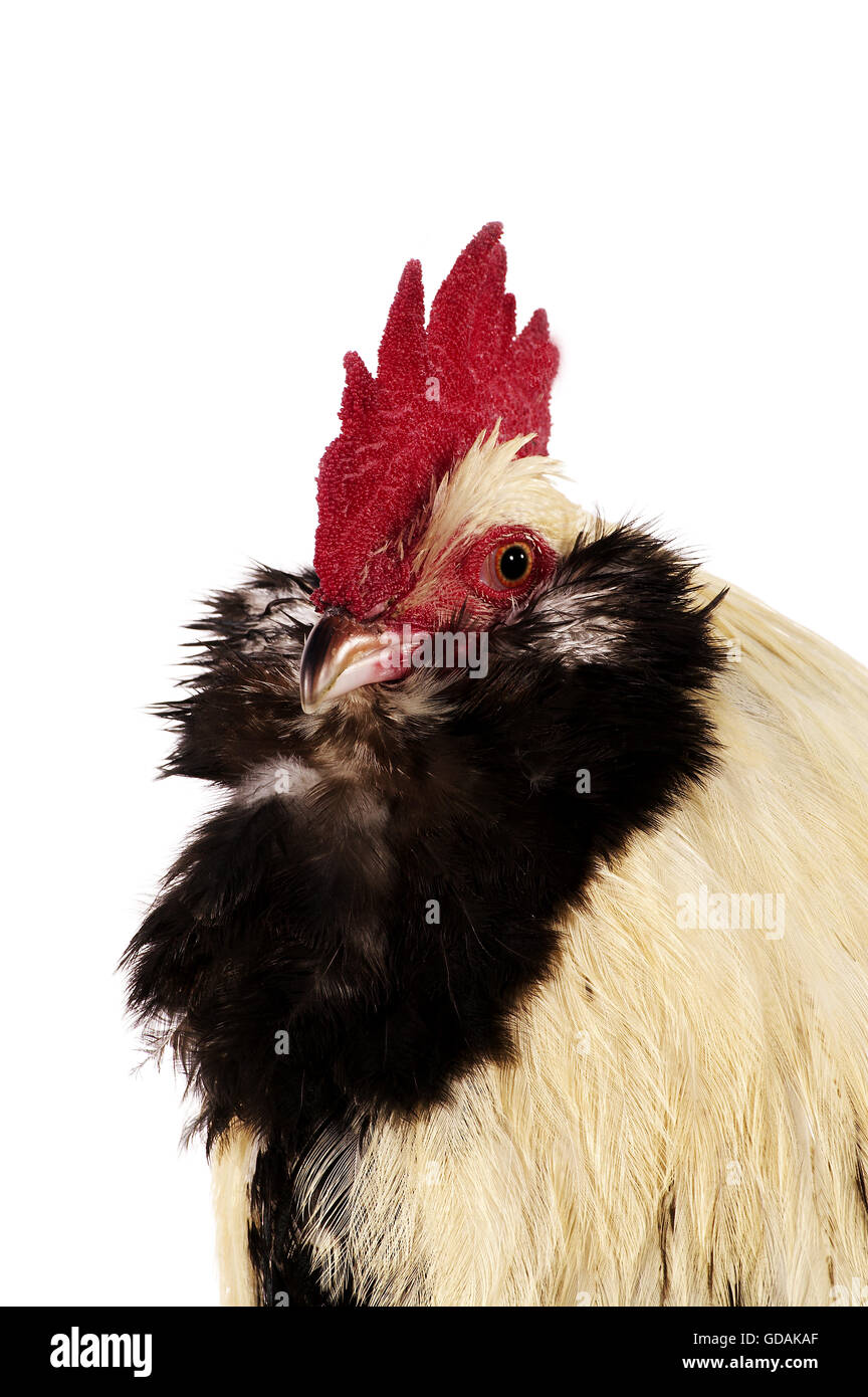 French Chicken called Faverolle, Portrait of Cockerel against White ...