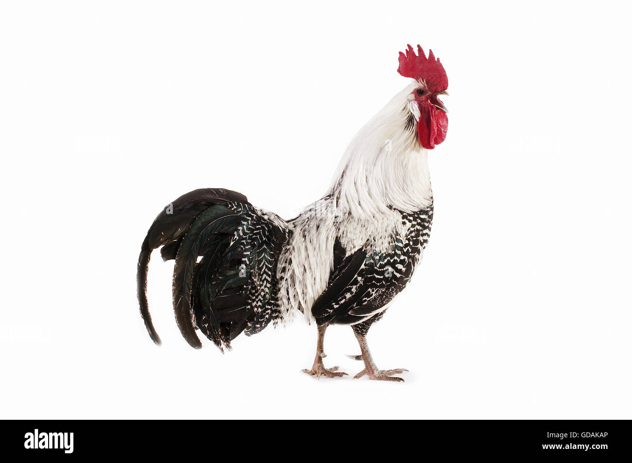 Brakel or Braekel Chicken, a Belgian Breed, Cockerel against White ...
