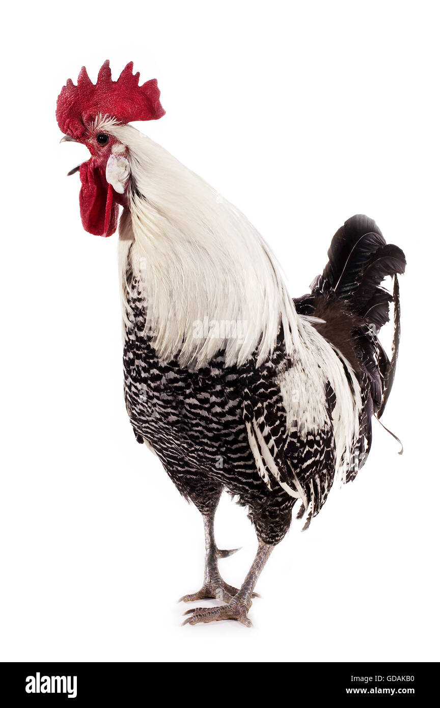 Brakel or Braekel Chicken, a Belgian Breed, Cockerel against White ...