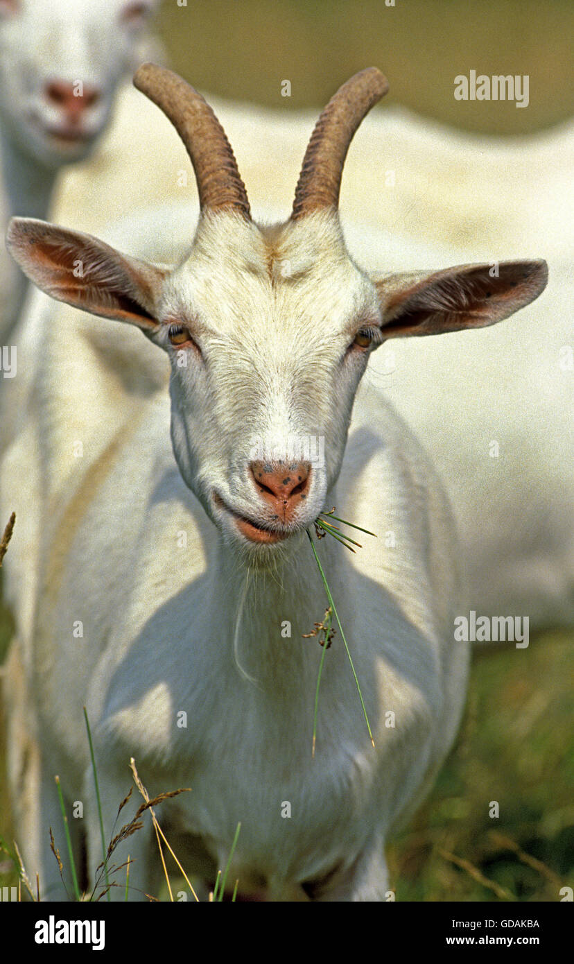 Saanen goats hi-res stock photography and images - Alamy