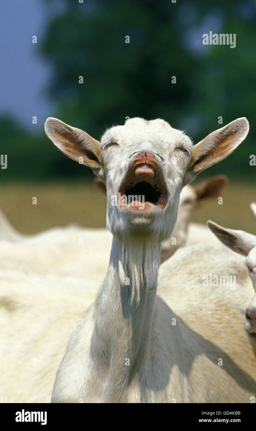 Saanen goat hi-res stock photography and images - Alamy