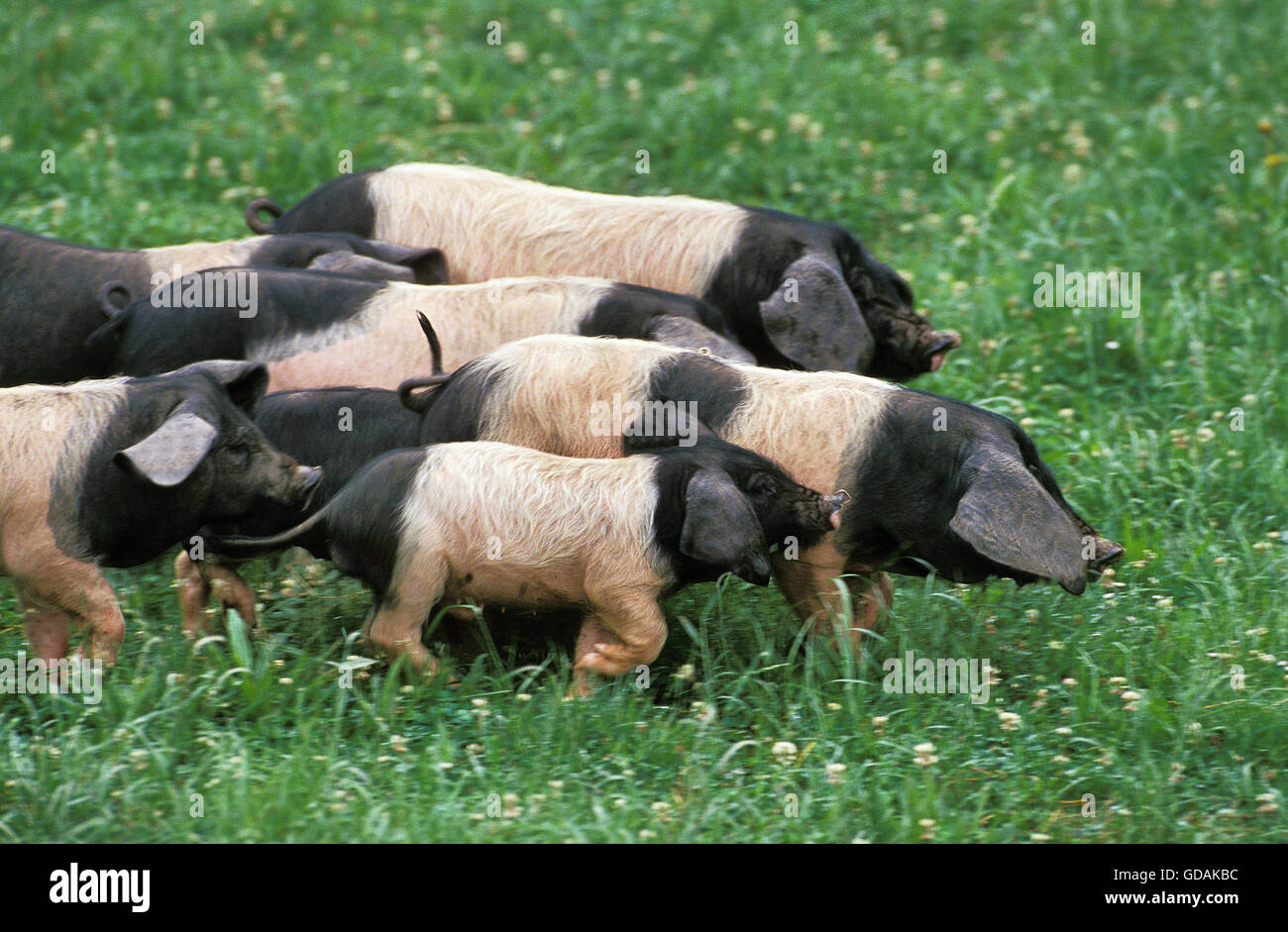 Basque Pig, a French Breed, Group Stock Photo - Alamy