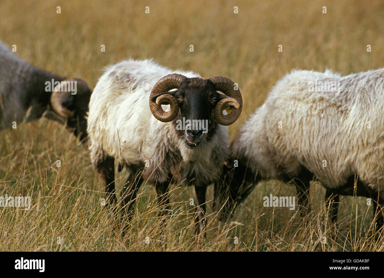 Manech sheep hi-res stock photography and images - Alamy
