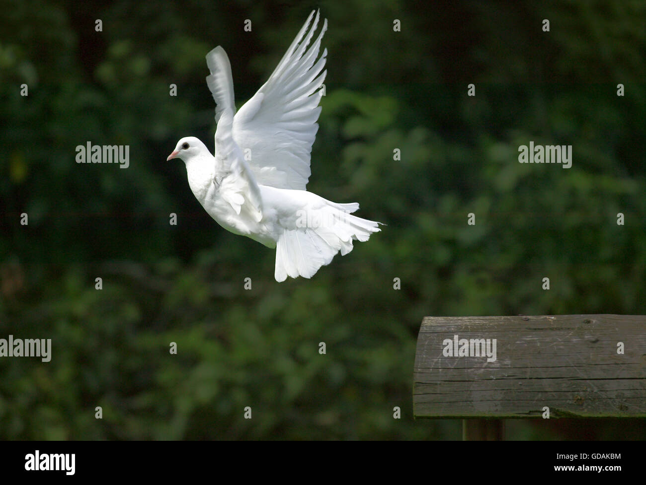 White Fantail Pigeon, Adult in Flight Stock Photo - Alamy