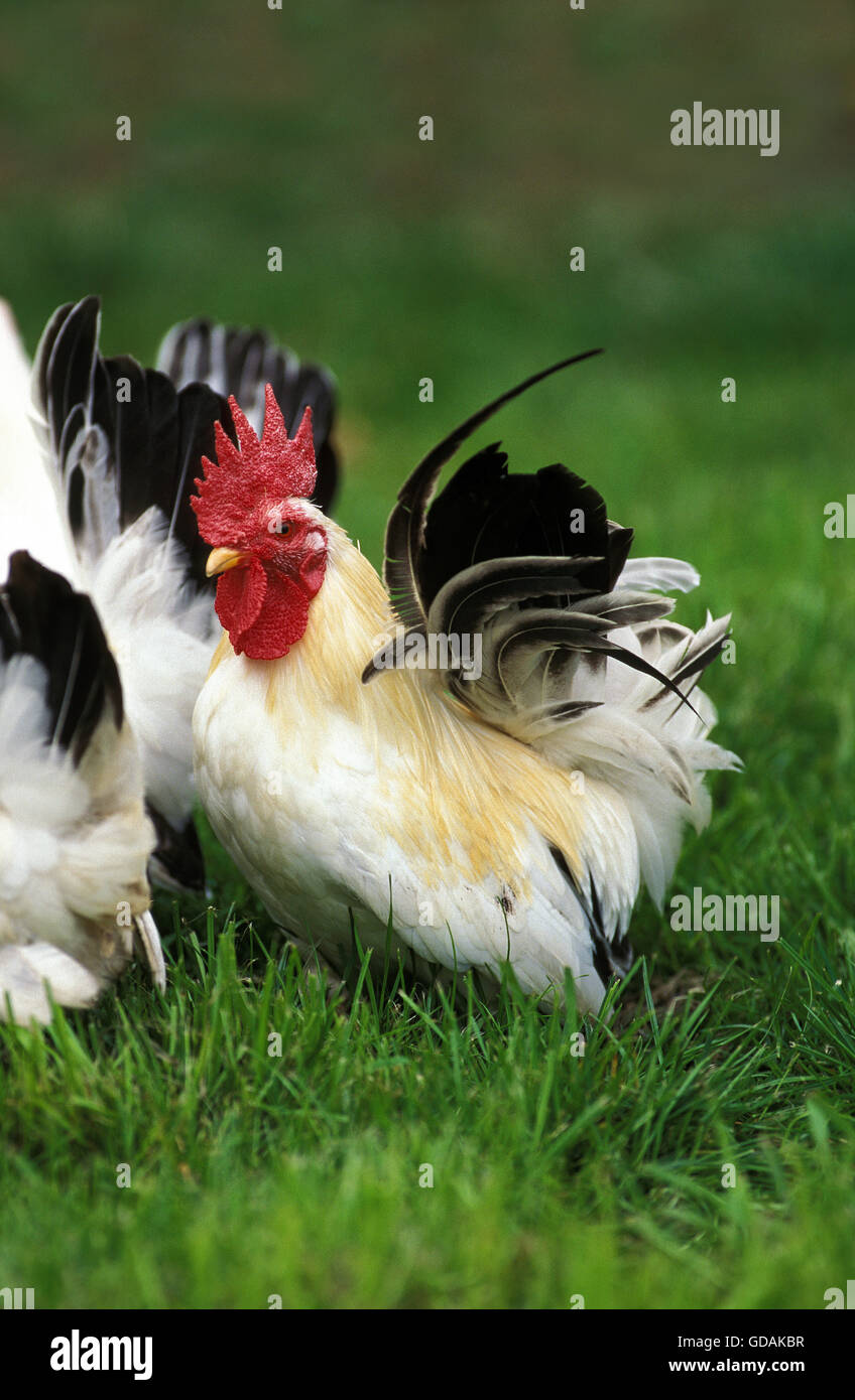 Nagasaki Domestic Chicken, Breed from Japan, Cockerel Stock Photo - Alamy