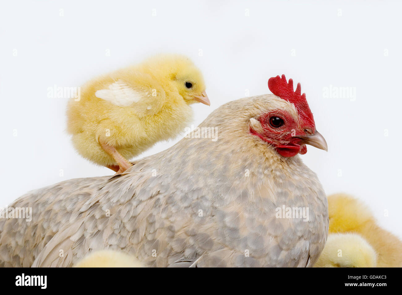 Barbu d'Uccle Domestic Chicken, a Breed from Belgium, Hen and Chicks ...