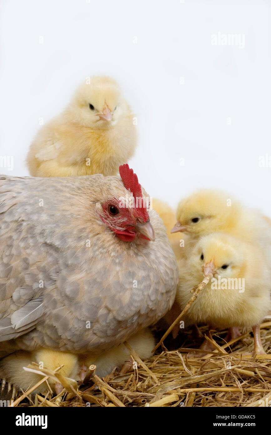Barbu d'Uccle Domestic Chicken, a Breed from Belgium, Hen and Chicks ...