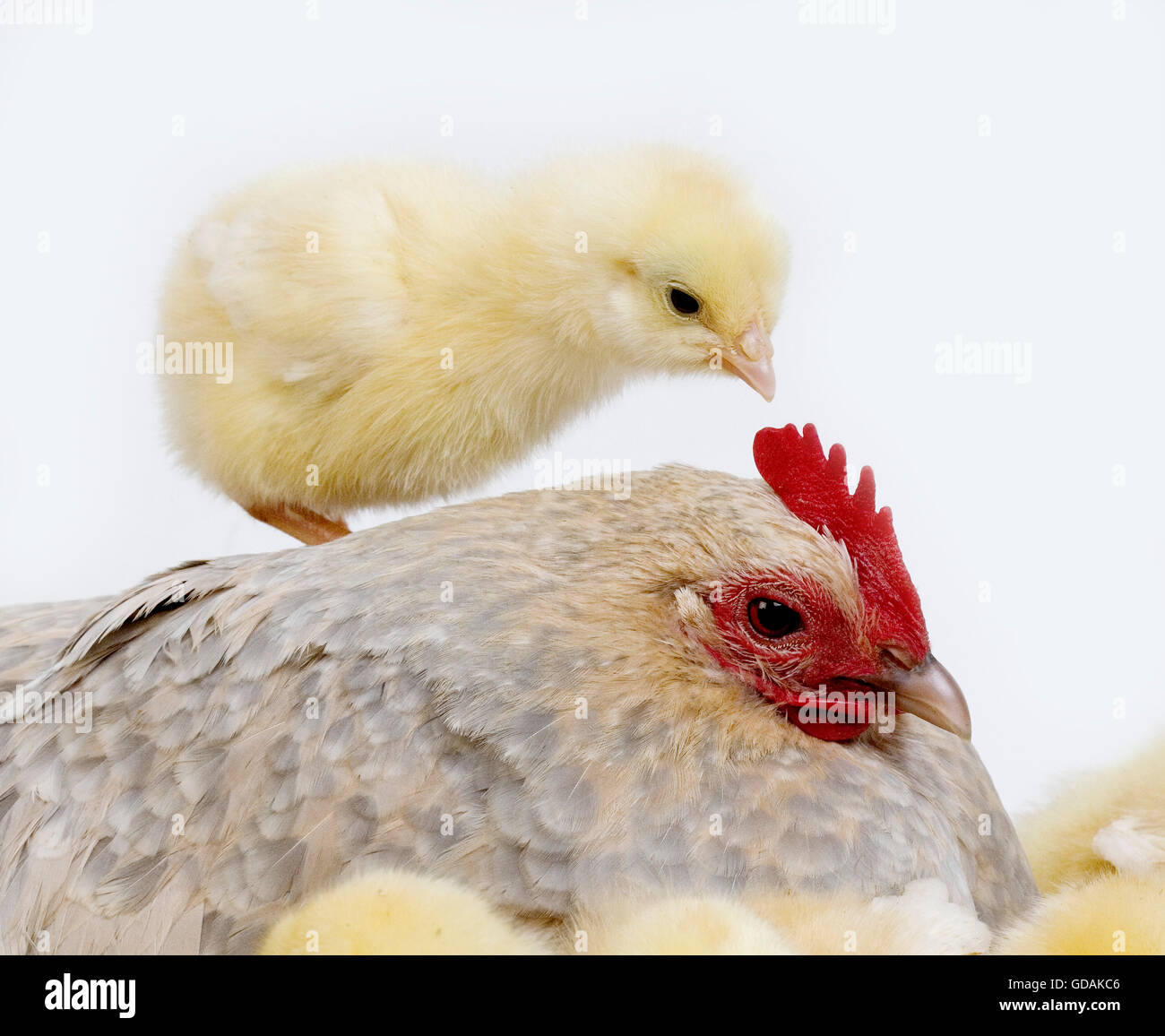 Barbu d'Uccle Domestic Chicken, a Breed from Belgium, Hen and Chicks ...