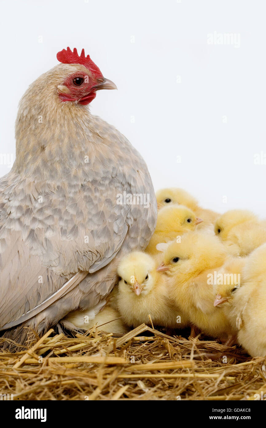 Barbu d'Uccle Domestic Chicken, a Breed from Belgium, Hen and Chicks ...