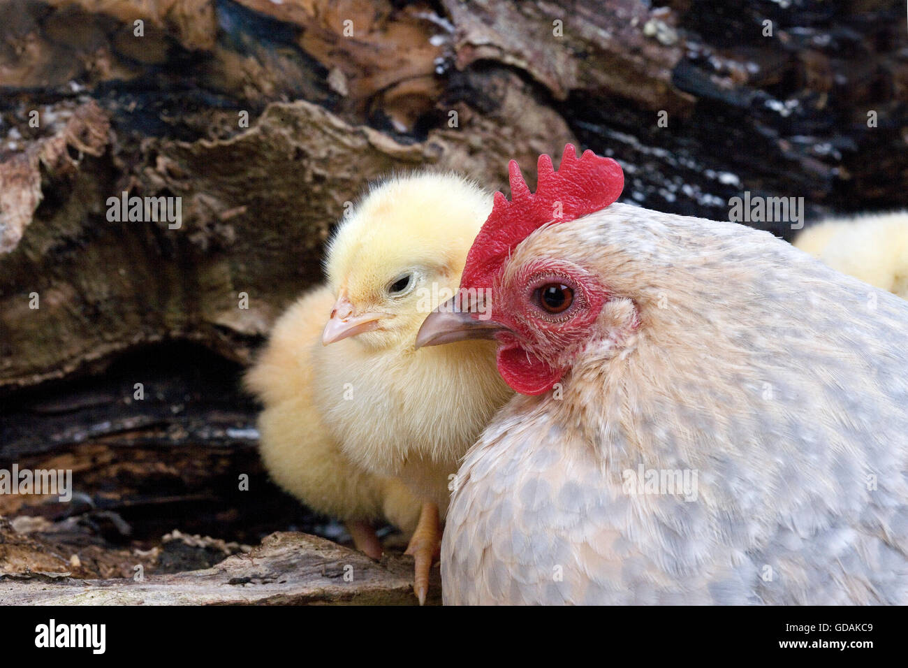 Barbu d'Uccle Domestic Chicken, a Breed from Belgium, Hen and Chicks ...