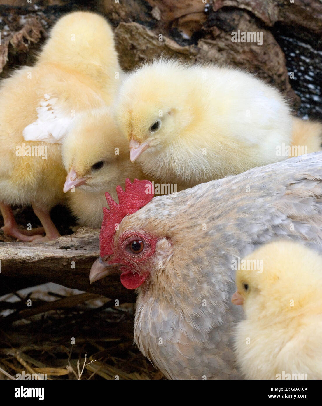 Barbu d'Uccle Domestic Chicken, a Breed from Belgium, Hen and Chicks ...
