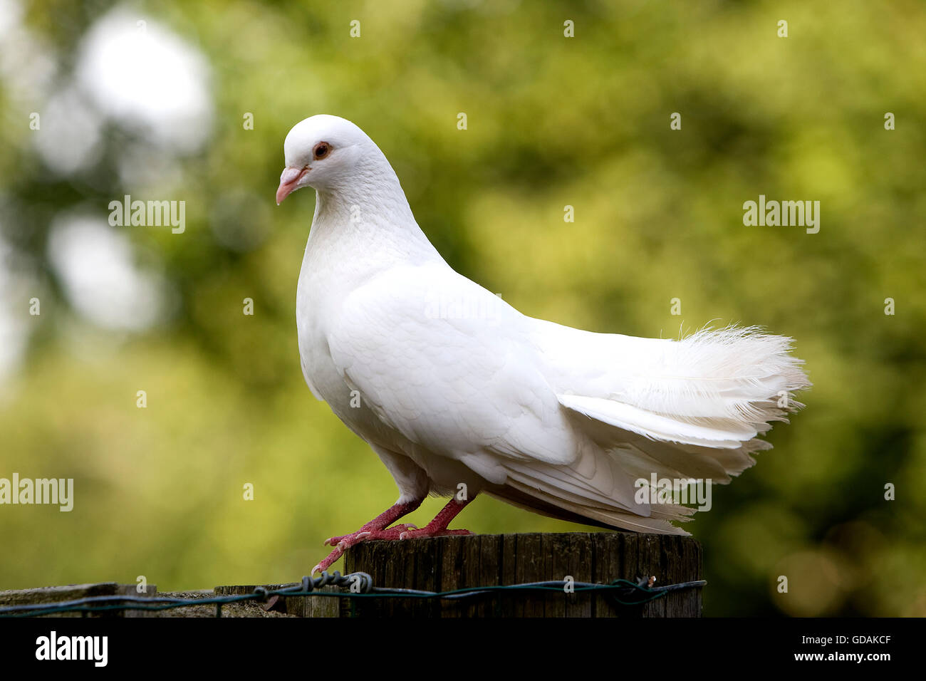 Fantail pigeon hi-res stock photography and images - Alamy
