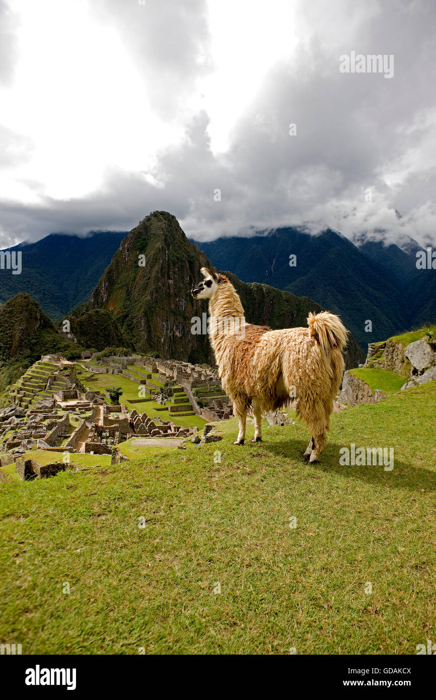 LLAMA lama glama AT MACHU PICCHU, THE LOST CITY OF INCAS, PERU Stock ...