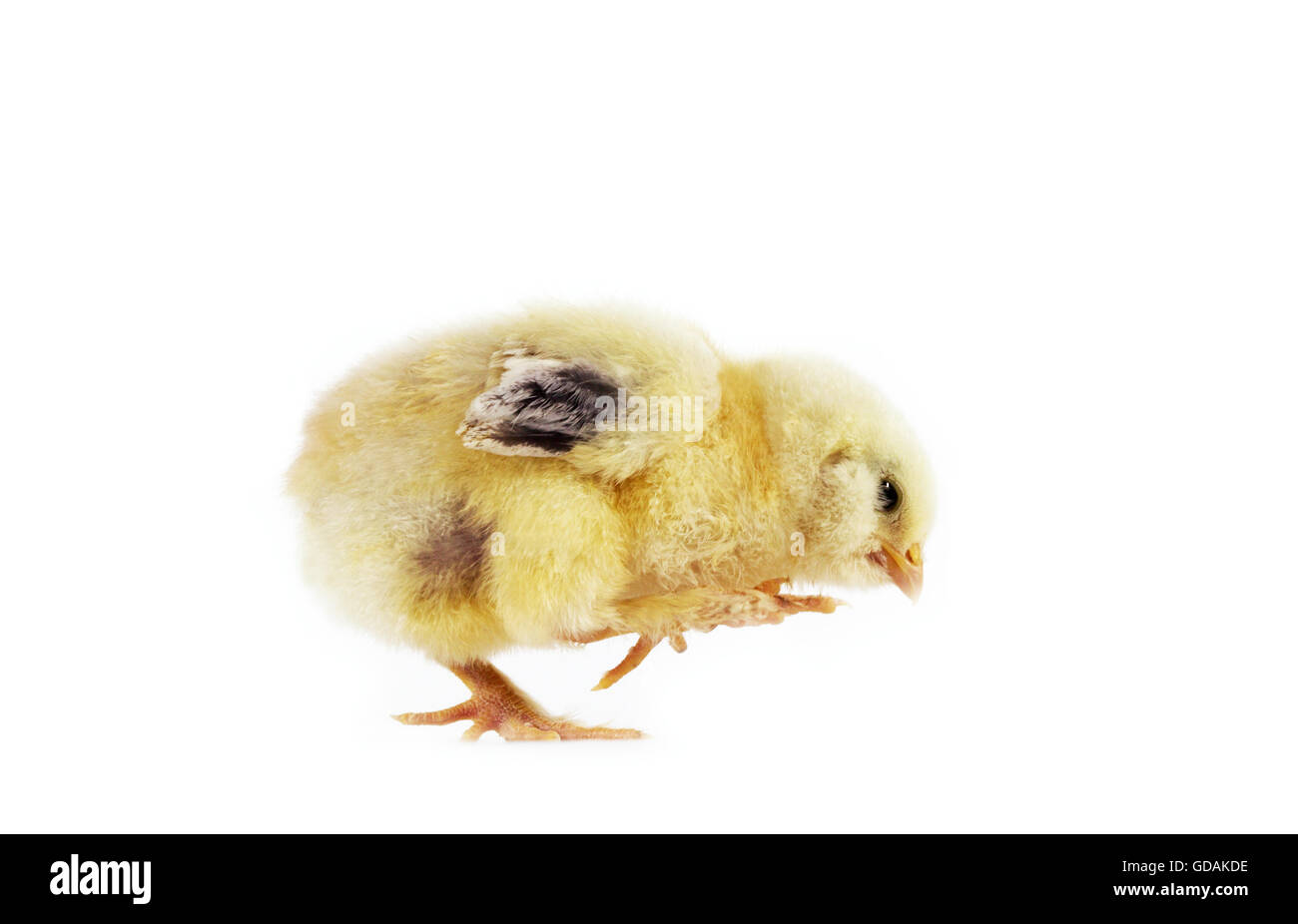 White chicken chicks cutout not egg hi-res stock photography and images ...