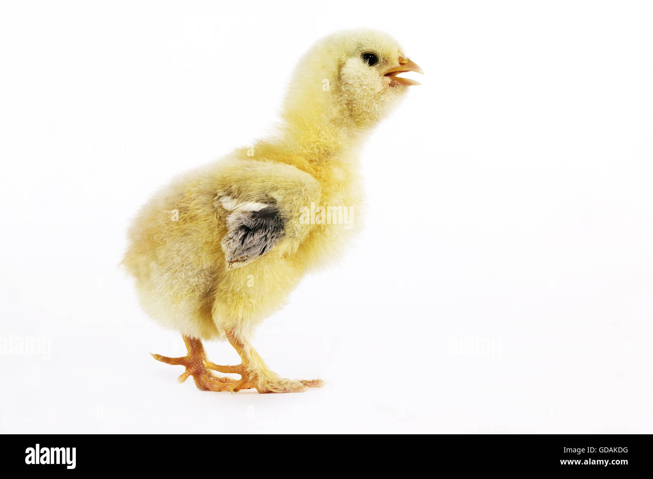 White chicken chicks cutout not egg hi-res stock photography and images ...