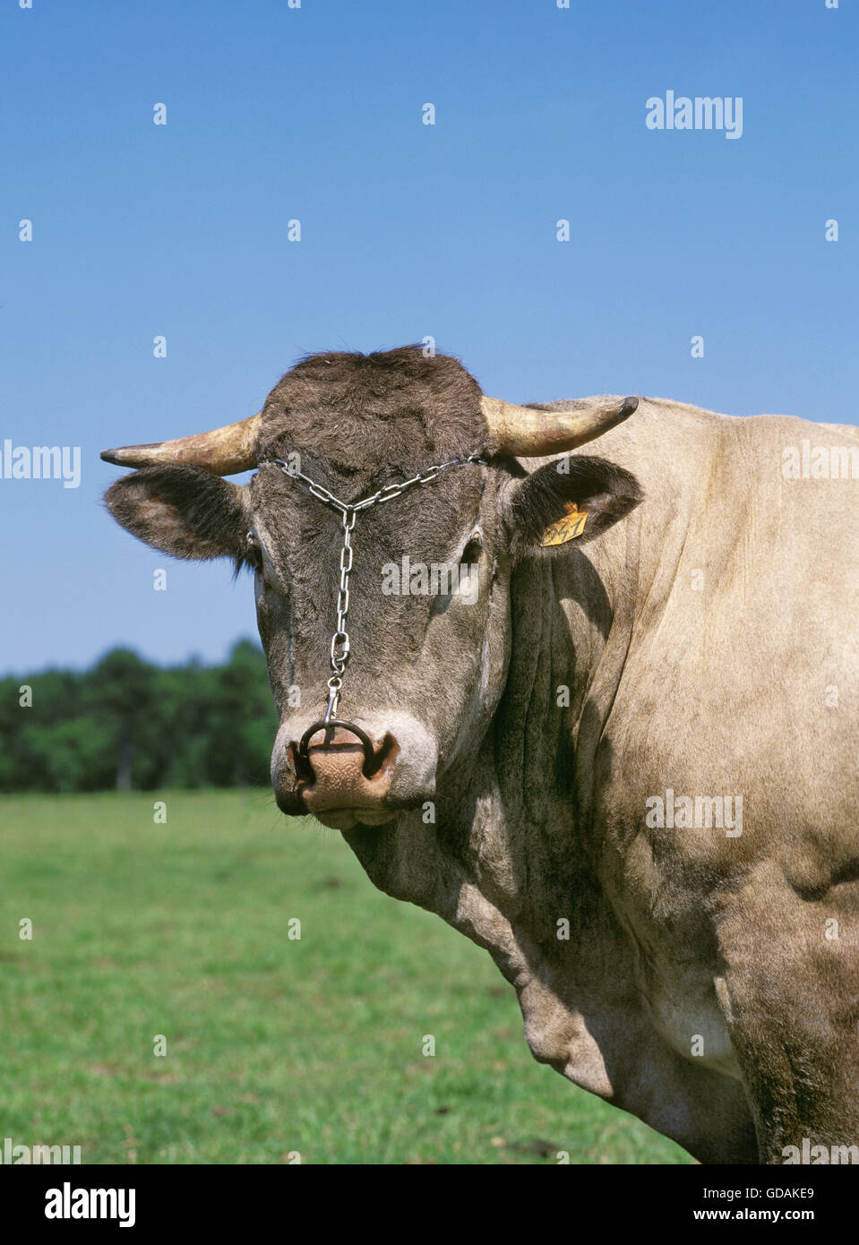 Bazadais Cattle, a French Breed, Portrait of Bull Stock Photo - Alamy