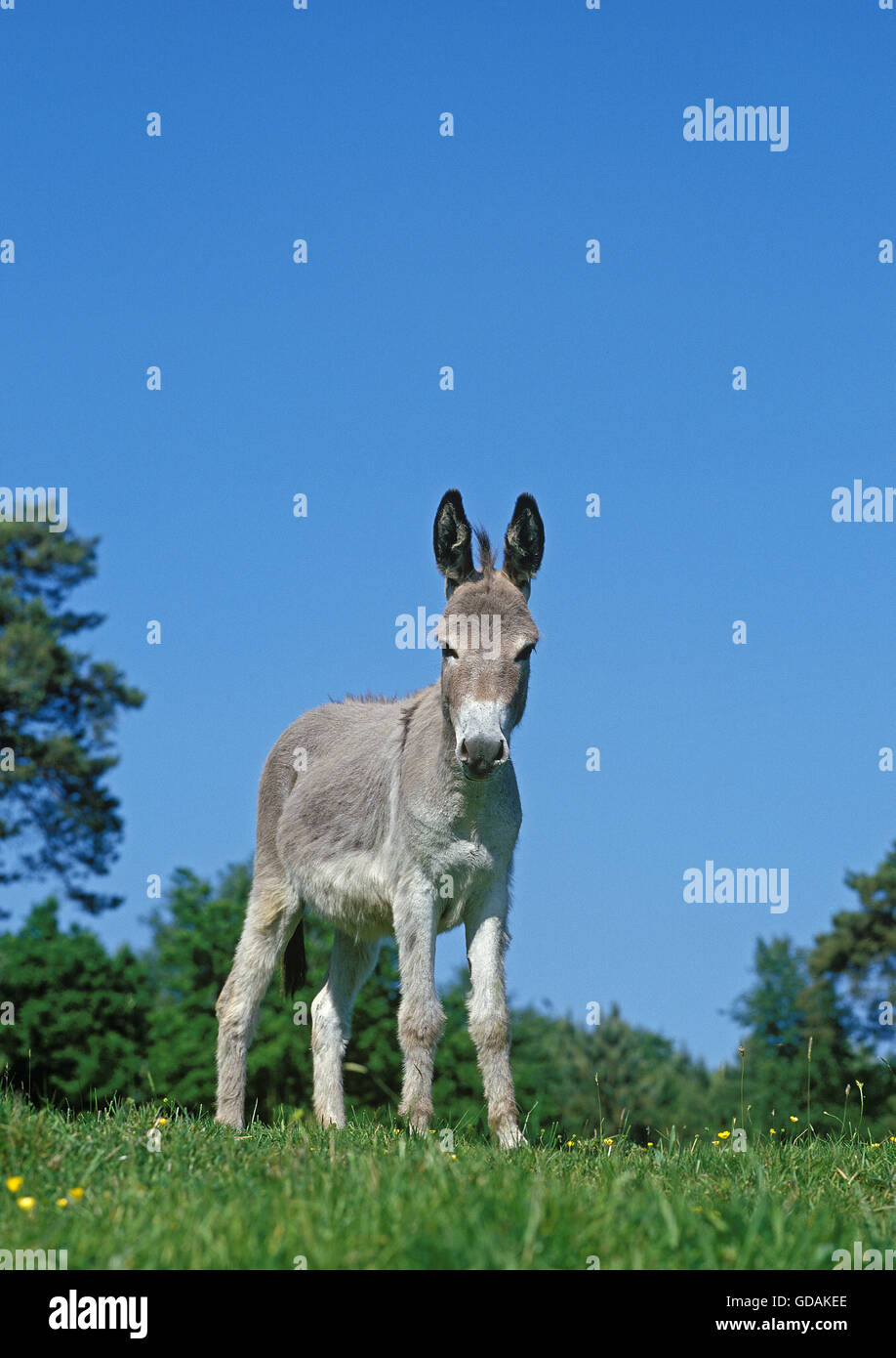 Donkey breed hi-res stock photography and images - Alamy