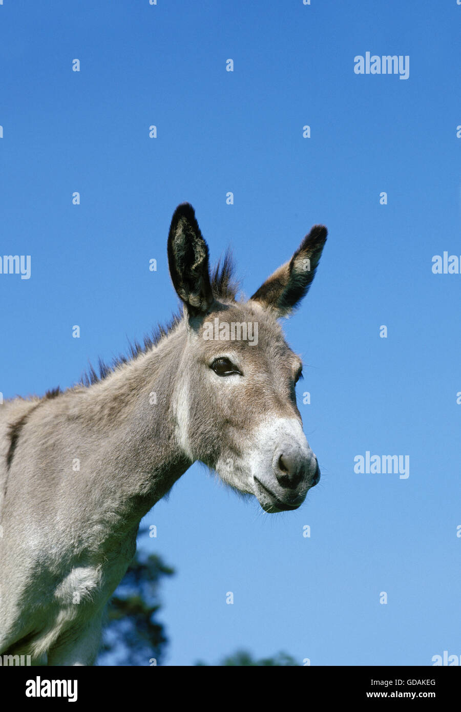 Portrait of Grey Domestic Donkey, a French Breed Stock Photo - Alamy