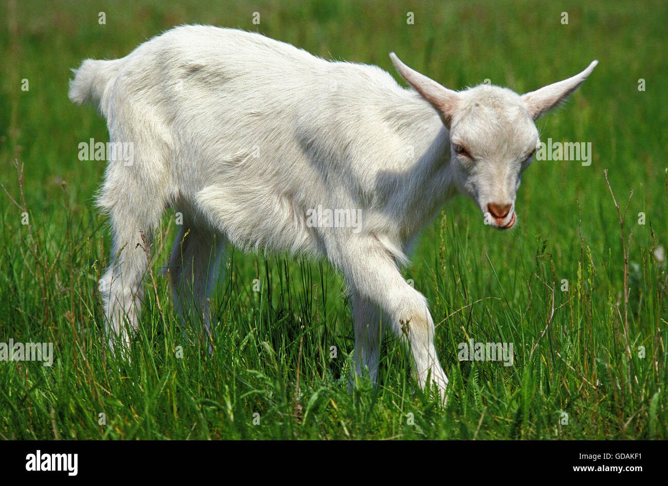 Appenzell Domestic Goat, Young standing on Grass Stock Photo - Alamy
