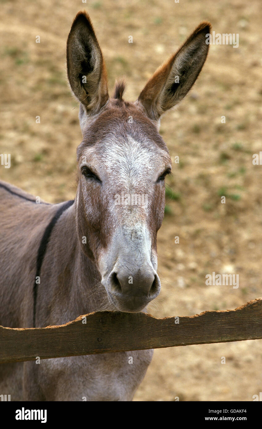 Portrait of Grey Domestic Donkey, a French Breed Stock Photo - Alamy