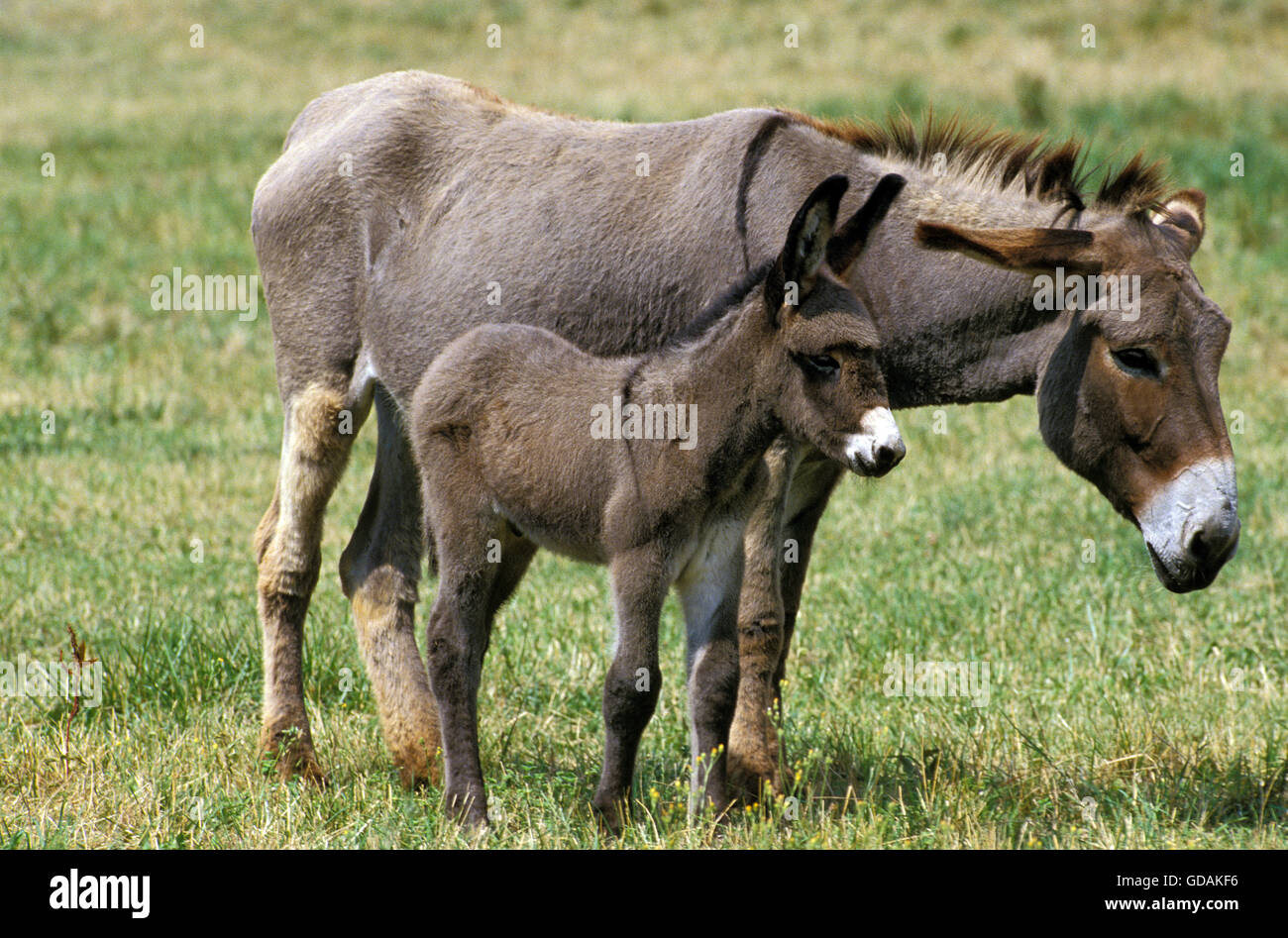 Grey Domestic Donkey, a French Breed, Mother and Foal Stock Photo - Alamy