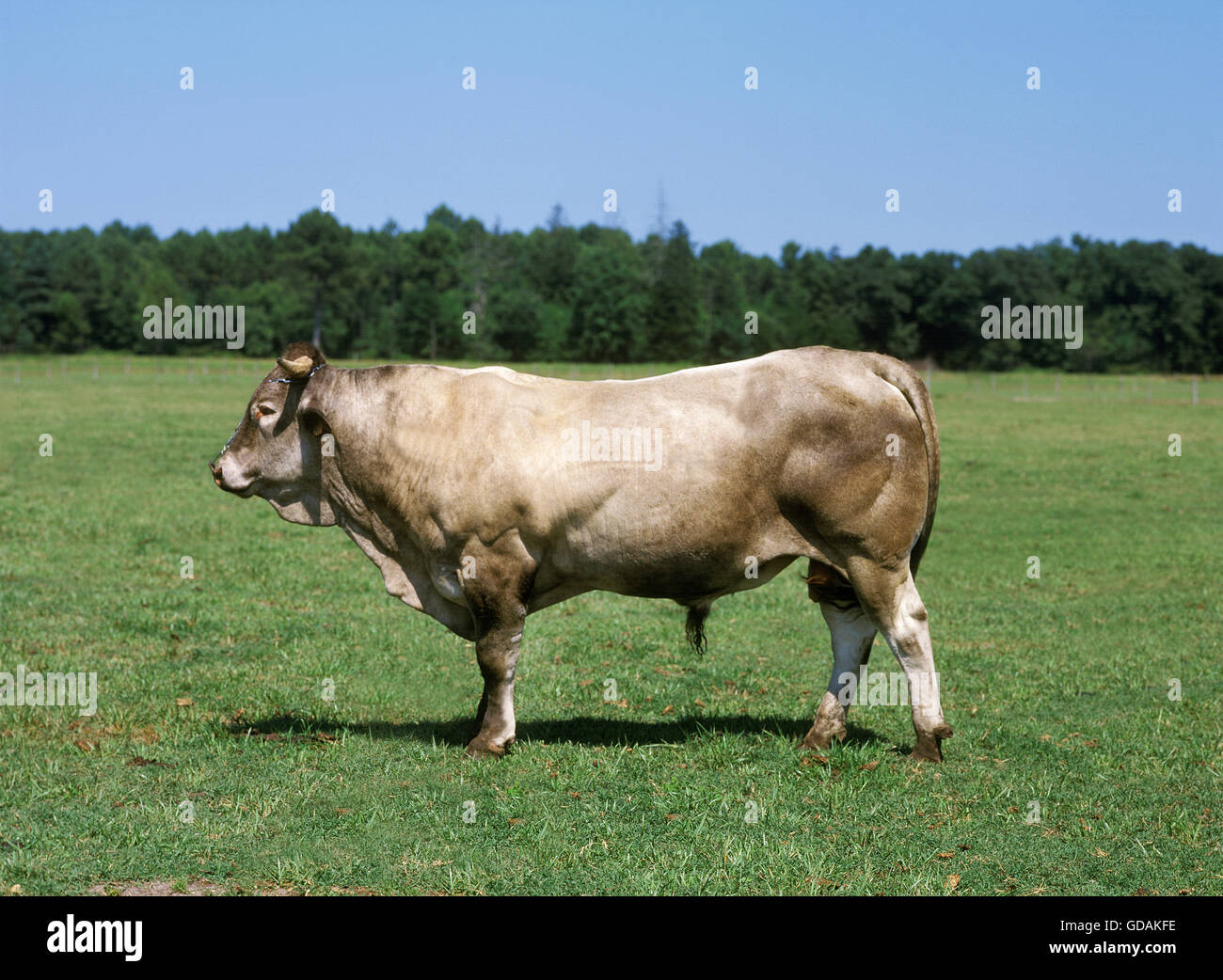 Bazadais cattle hi-res stock photography and images - Alamy