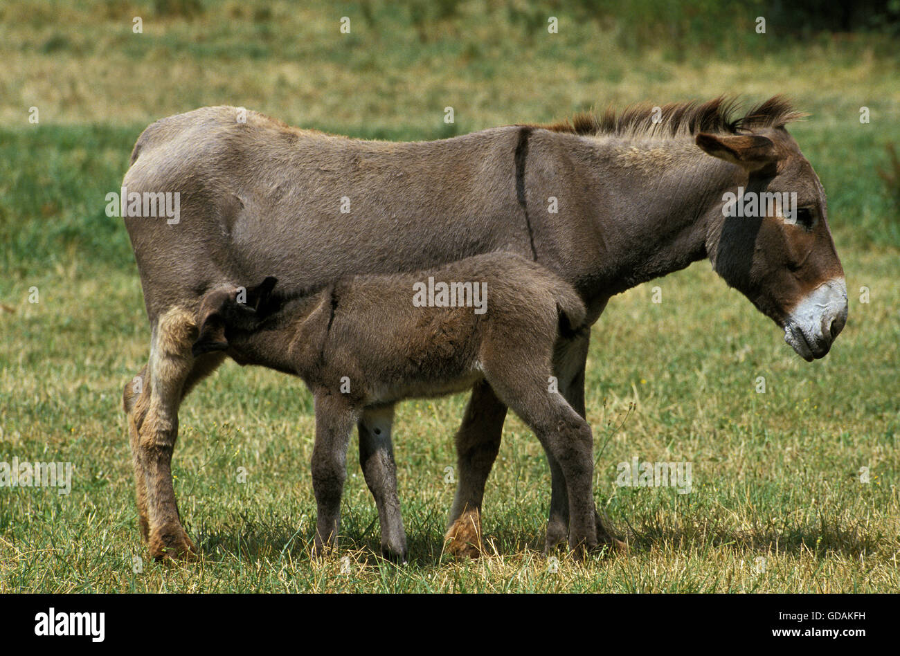 French Grey Donkey, Jenny and Foal suckling Stock Photo - Alamy