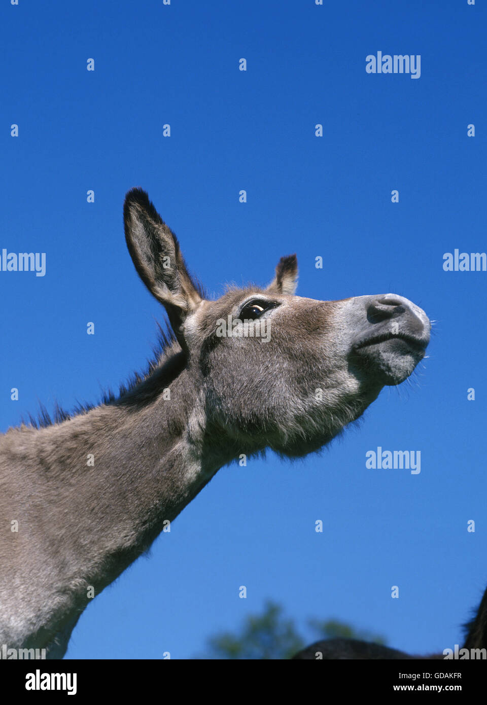 Grey Donkey, a French Breed, Portrait of Male against Blue Sky Stock ...