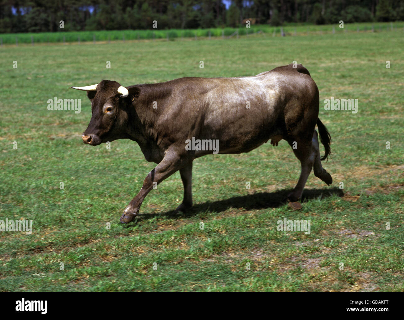 Bazadais cattle french breed cow hi-res stock photography and images ...