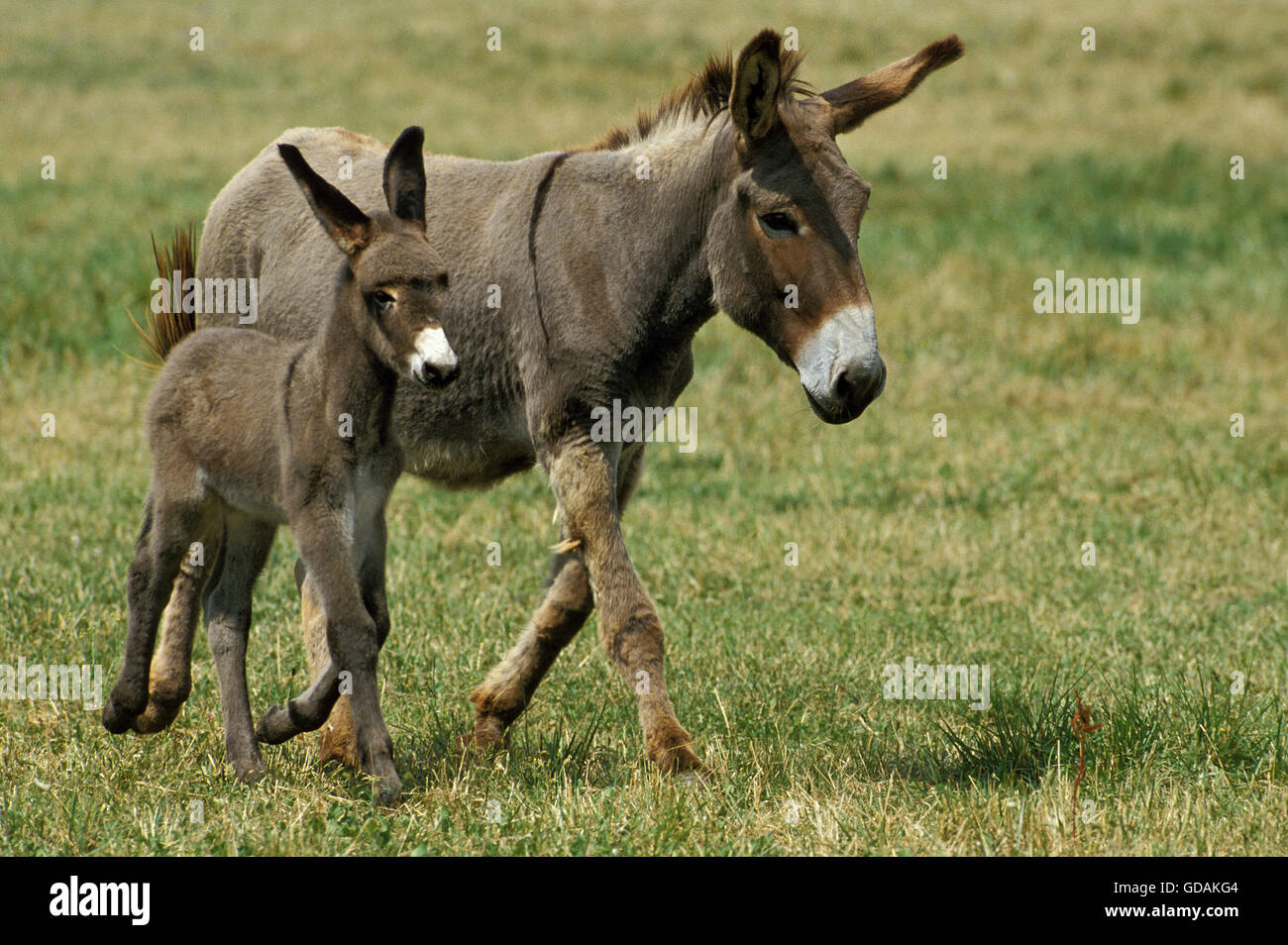 French Grey Donkey, Jenny and Foal Stock Photo - Alamy