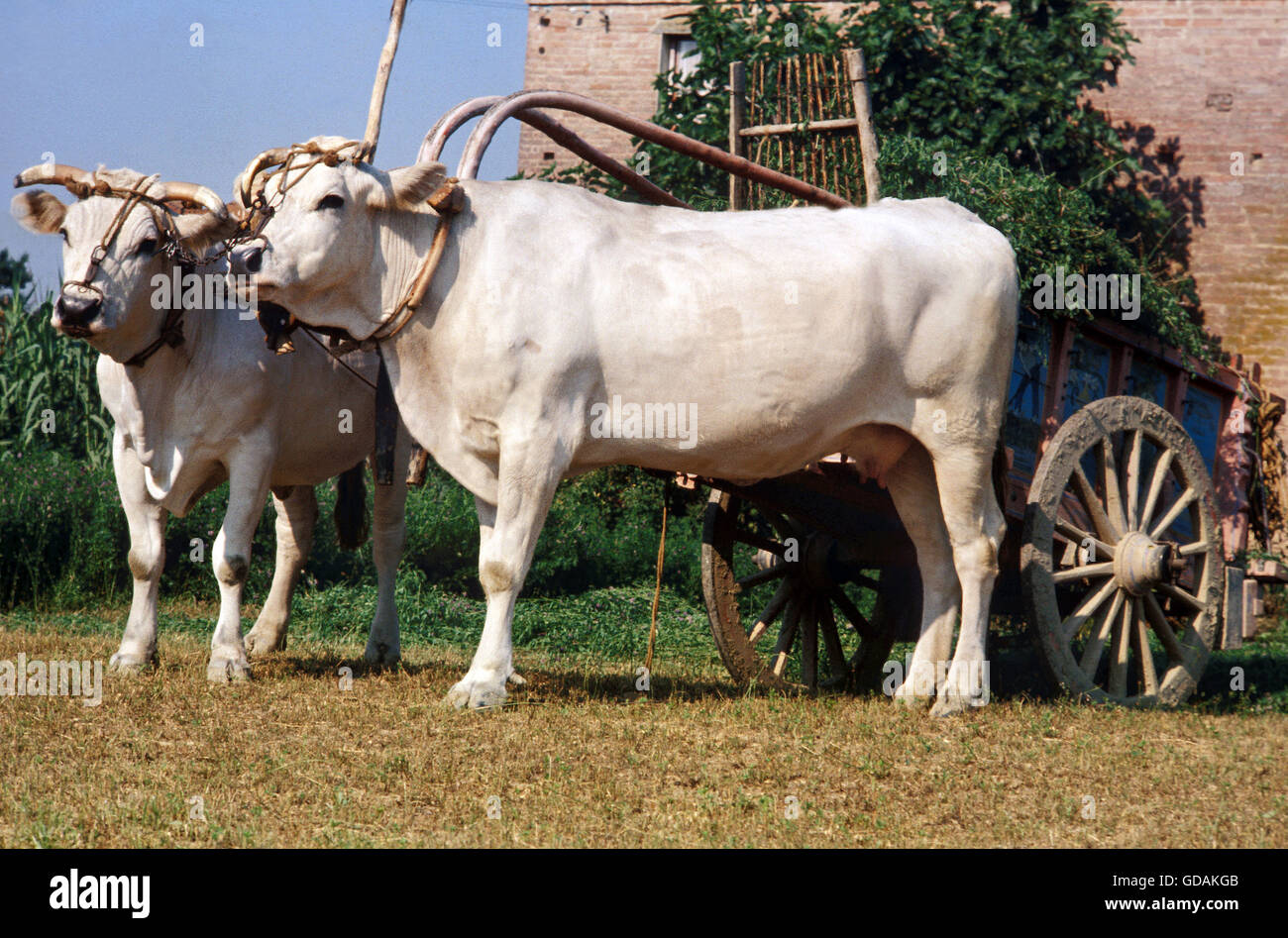 Parthenaise Cattle, a French Breed, Cow Pulling Cart Stock Photo - Alamy
