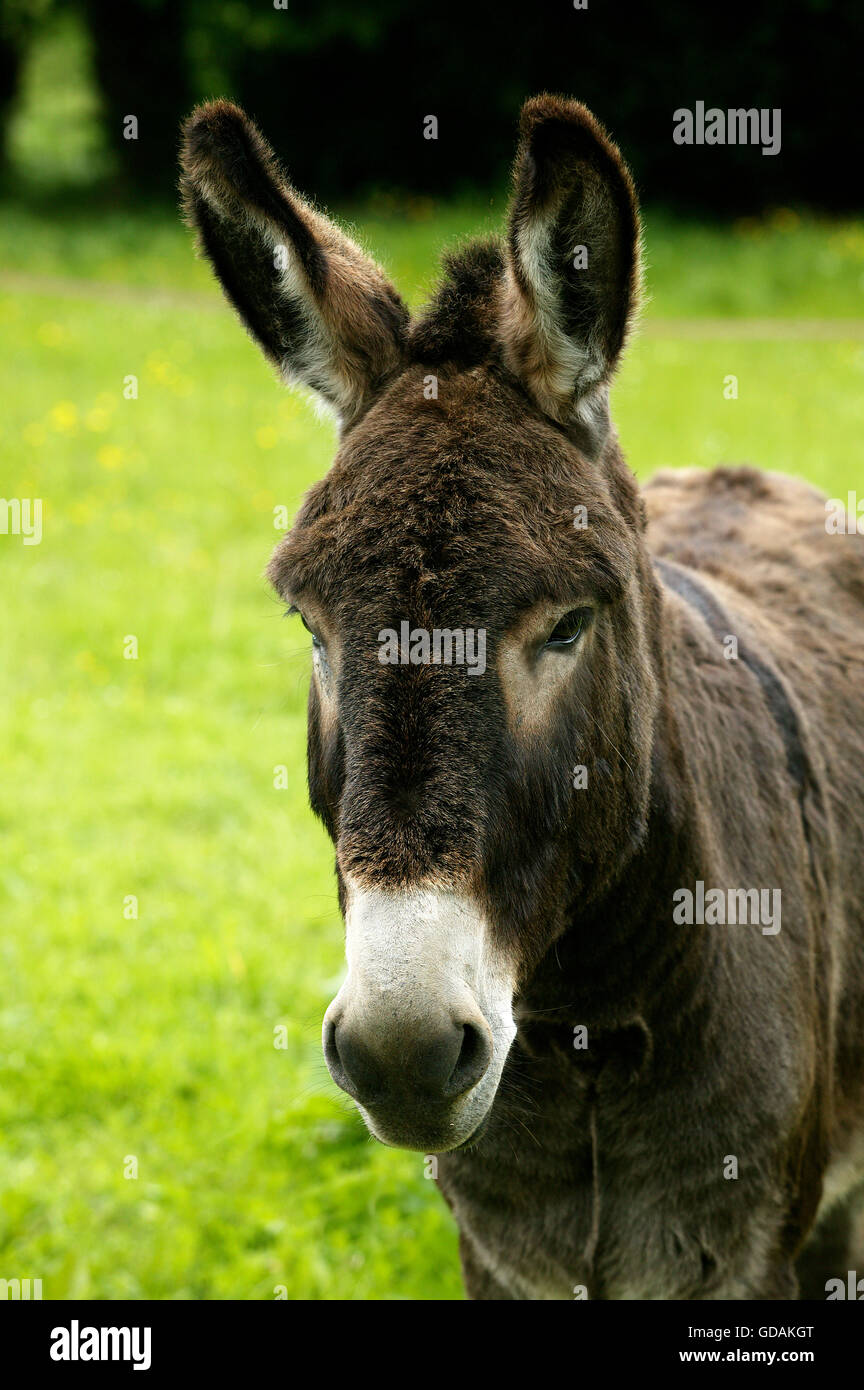 NORMANDY DONKEY, PORTRAIT OF MALE Stock Photo - Alamy
