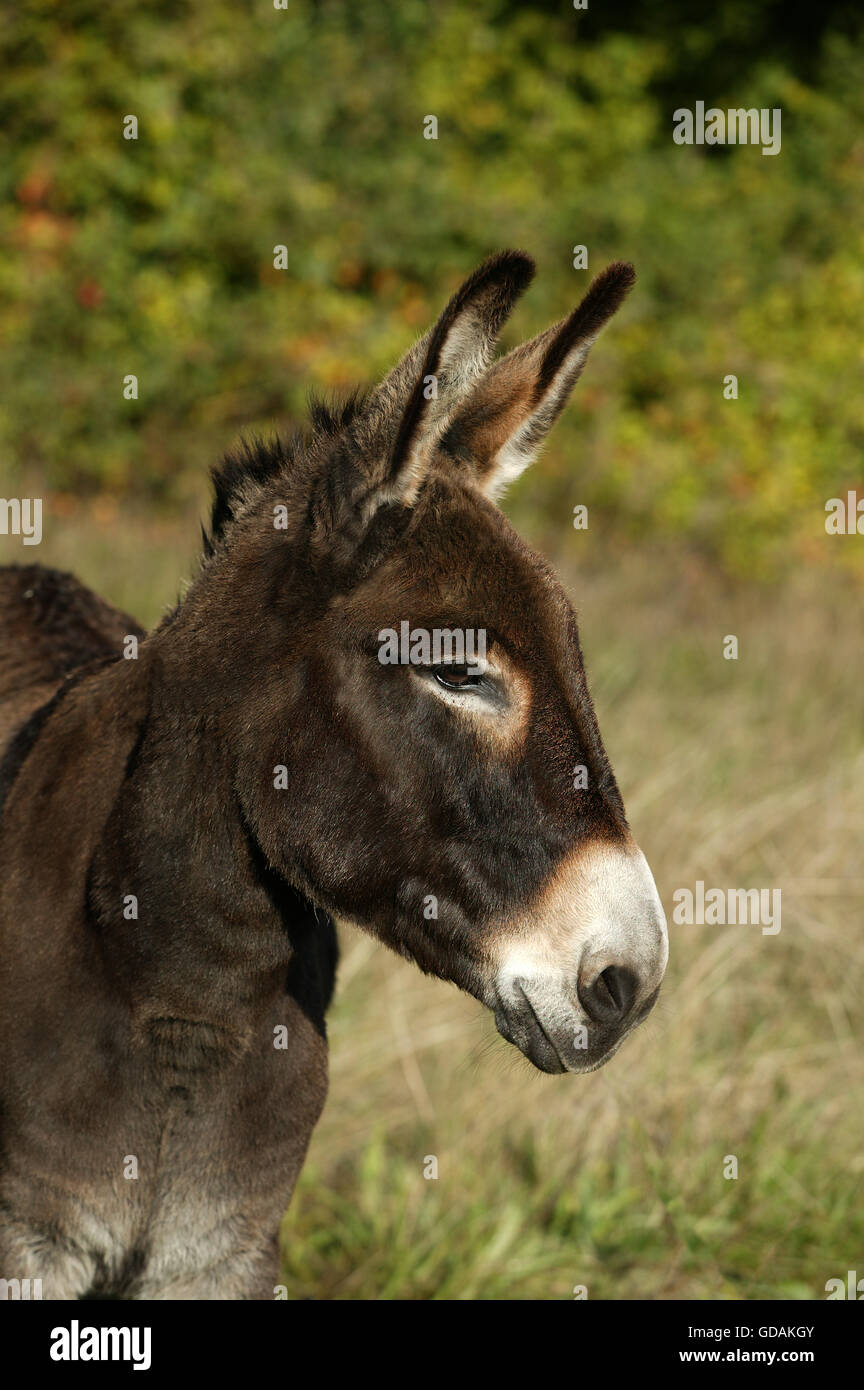 Portrait of Normandy Donkey Stock Photo - Alamy
