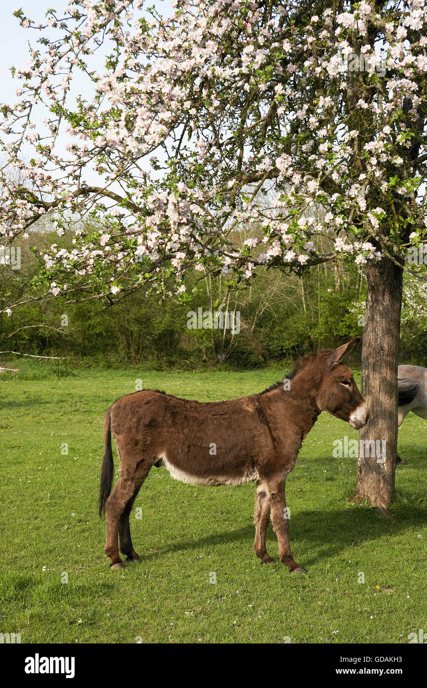 Donkey under tree hi-res stock photography and images - Alamy