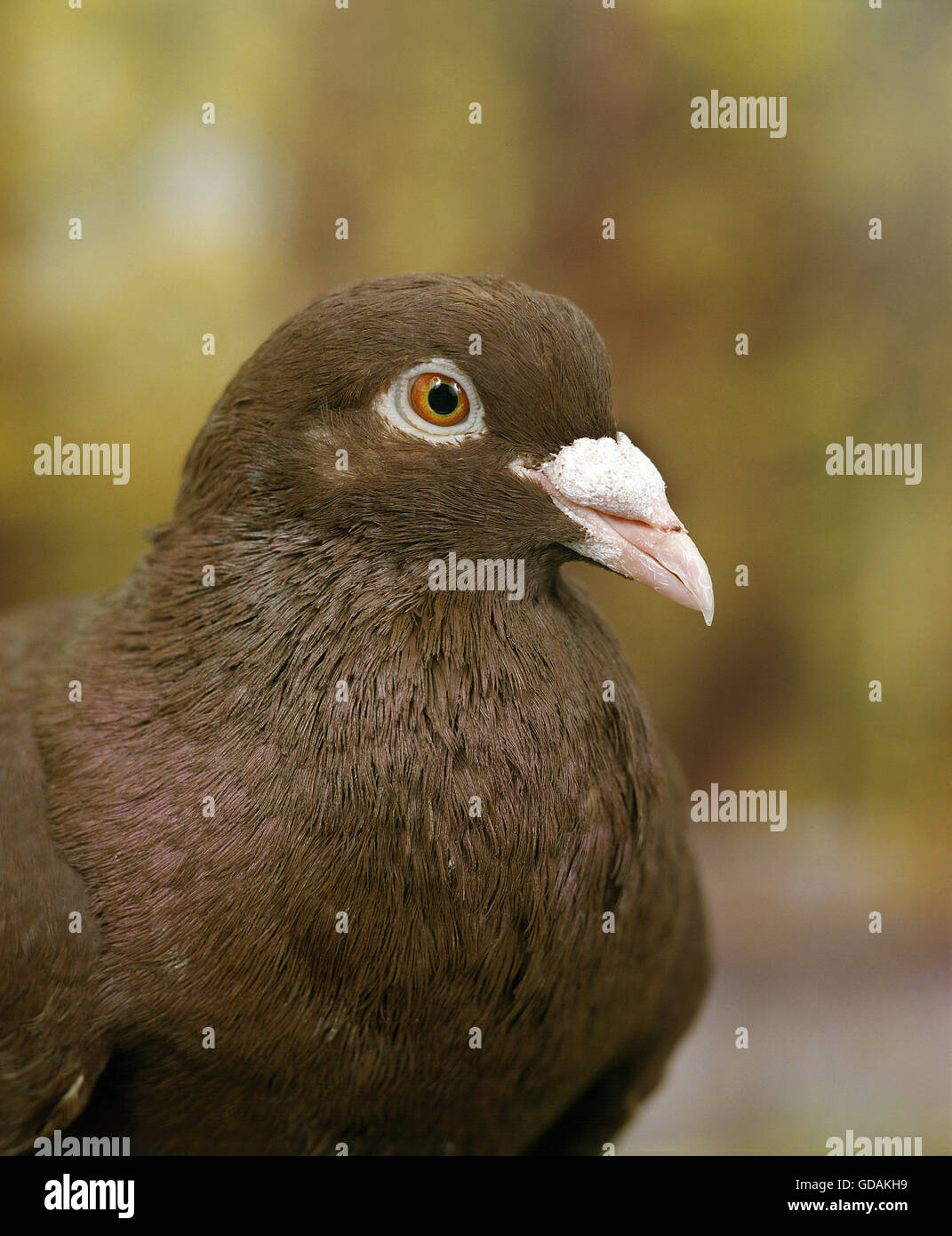Carneau Domestic Pigeon Stock Photo - Alamy